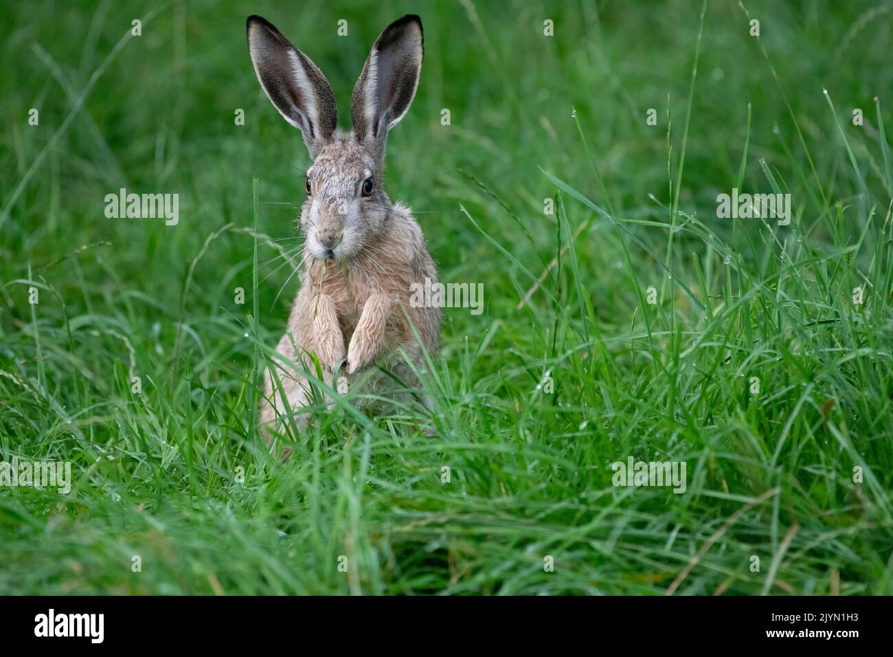 European hare (Lepus europaeus), running in a meadow, Lorraine, France ...