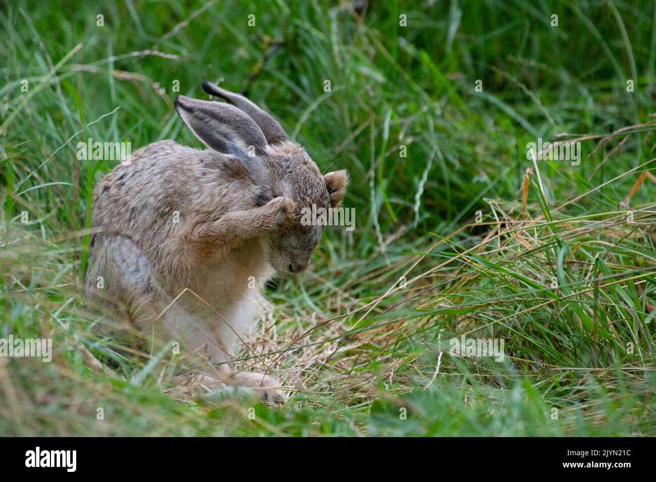 European hare (Lepus europaeus), grooming itself , Lorraine, France ...