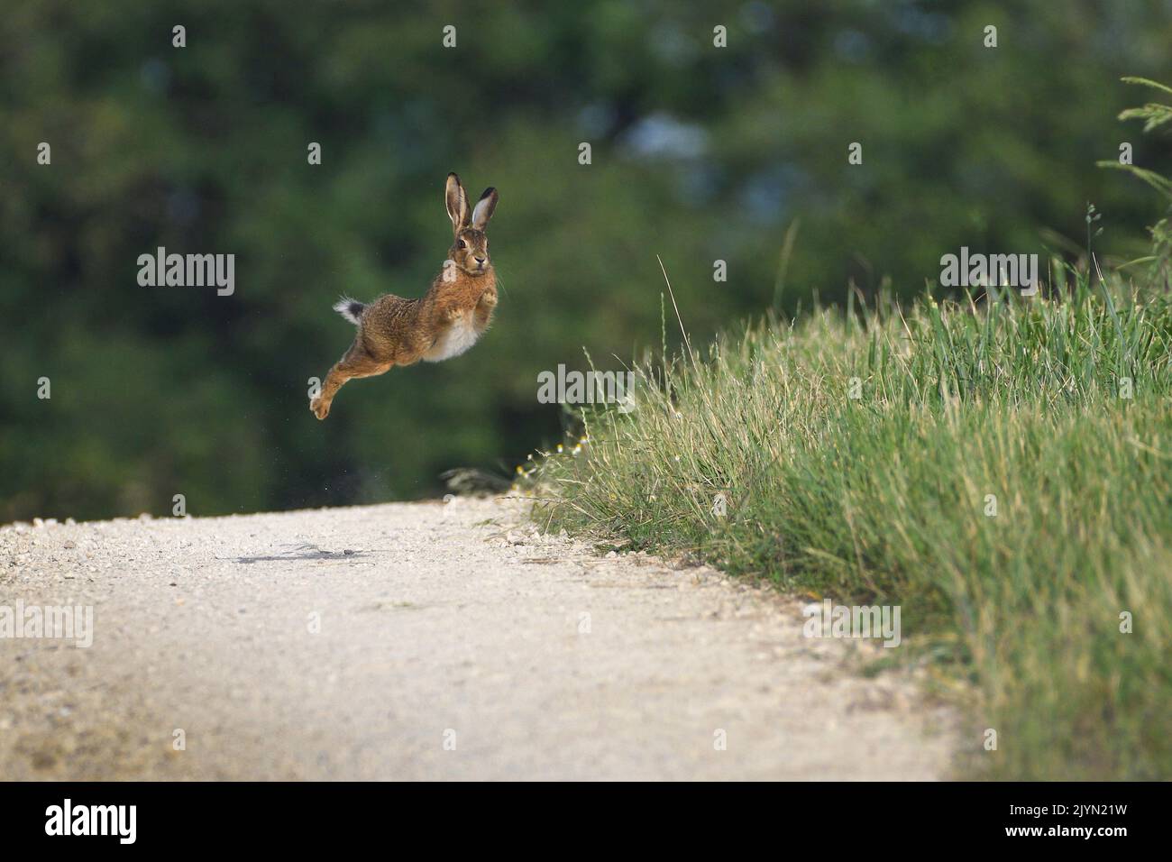 European hare (Lepus europaeus), jumping, Lorraine, France Stock Photo ...