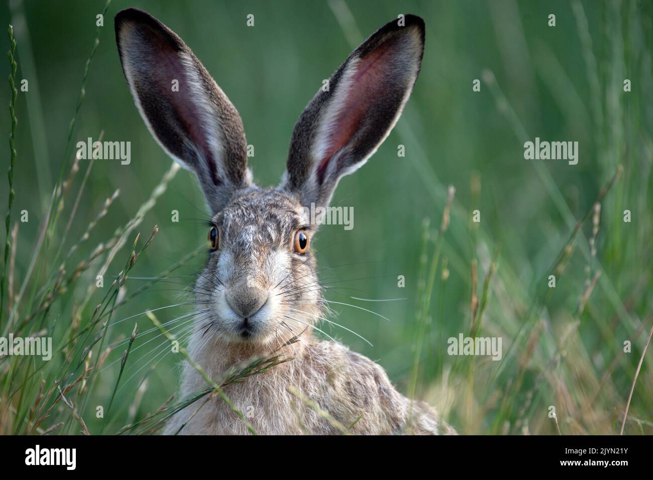 European hare (Lepus europaeus), close up view, Lorraine, France Stock ...