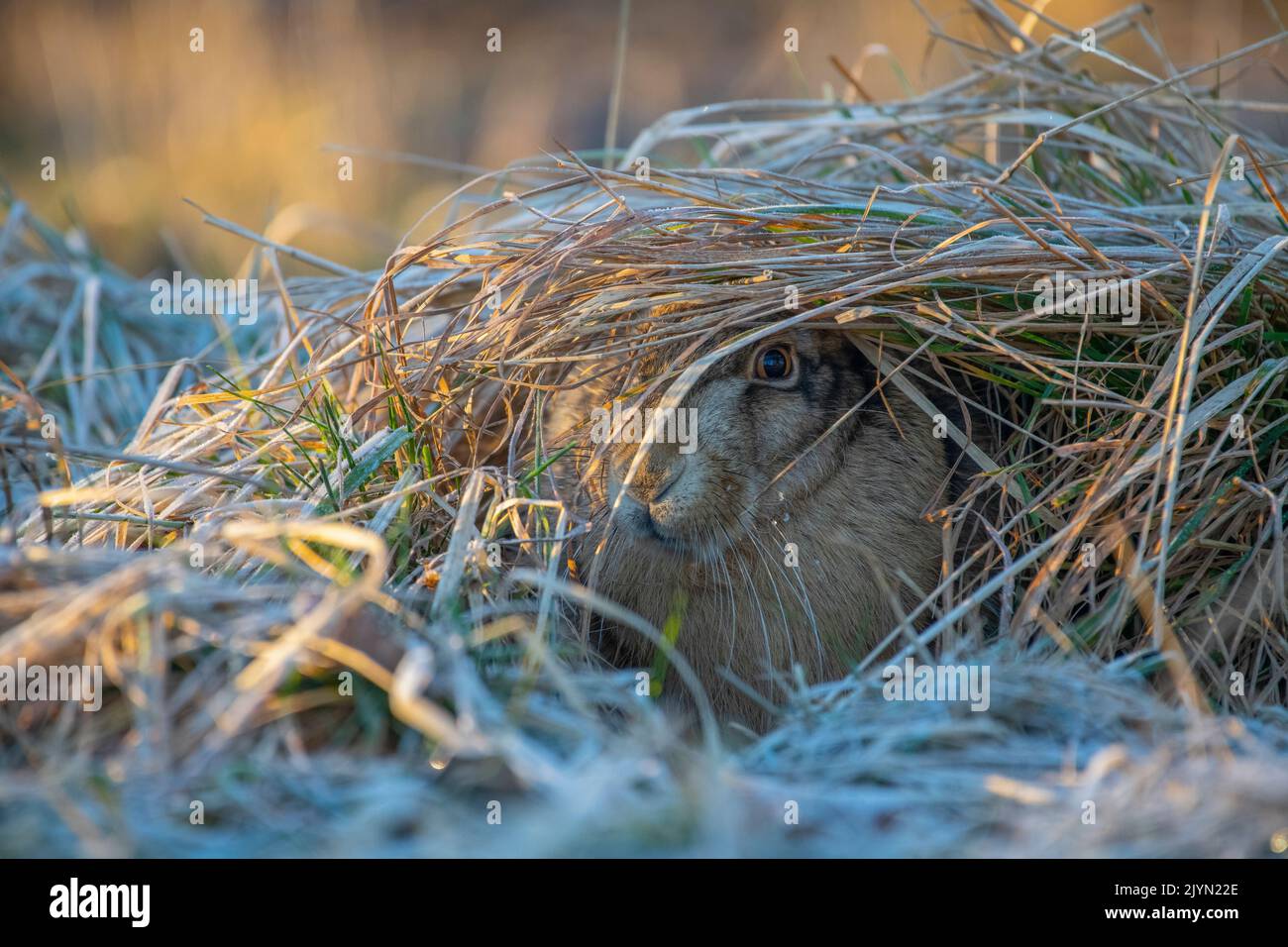 European hare (Lepus europaeus) in its form in frosty grass, Lorraine ...