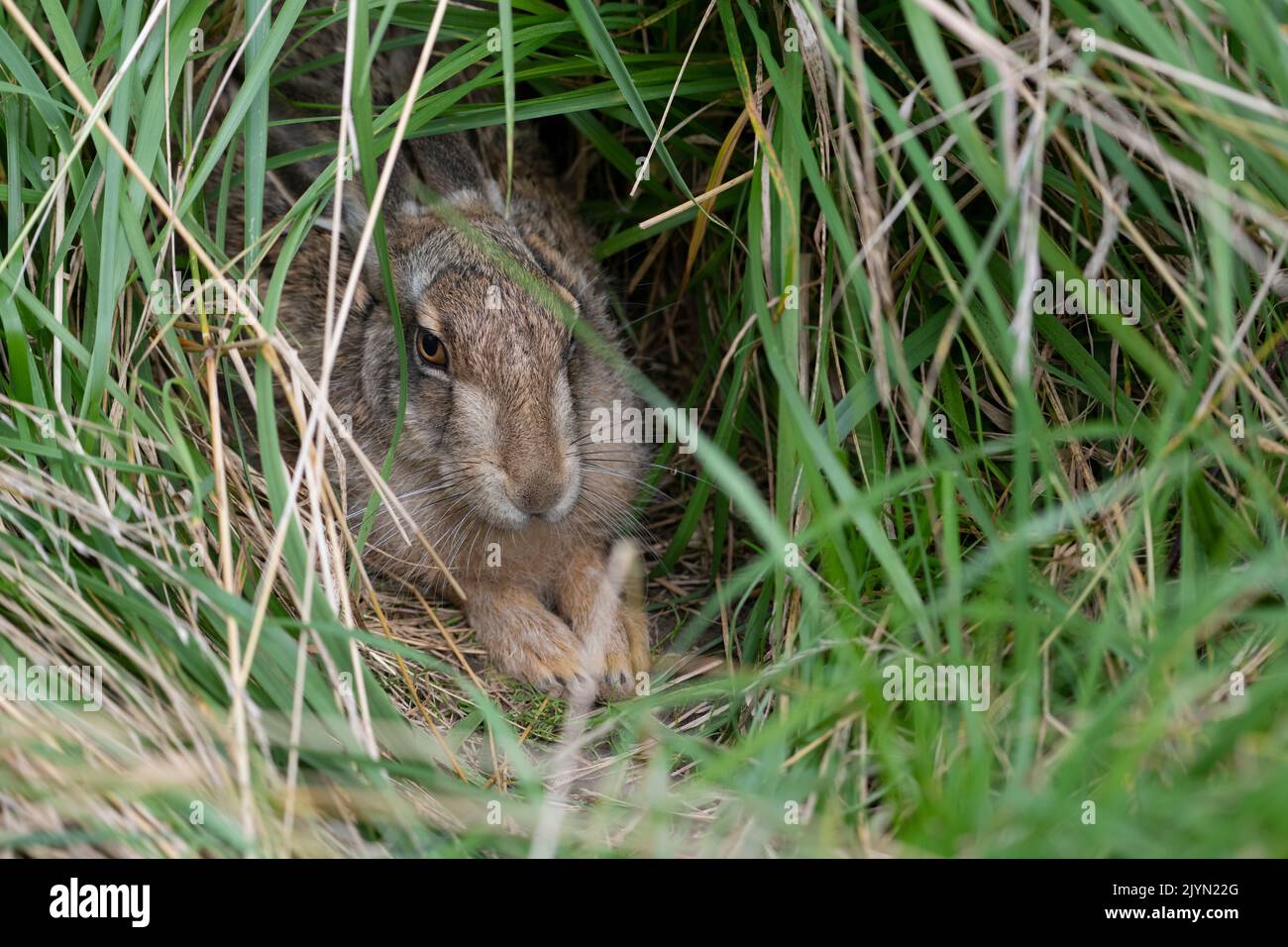 European hare (Lepus europaeus), hare hiding in its form, Lorraine ...