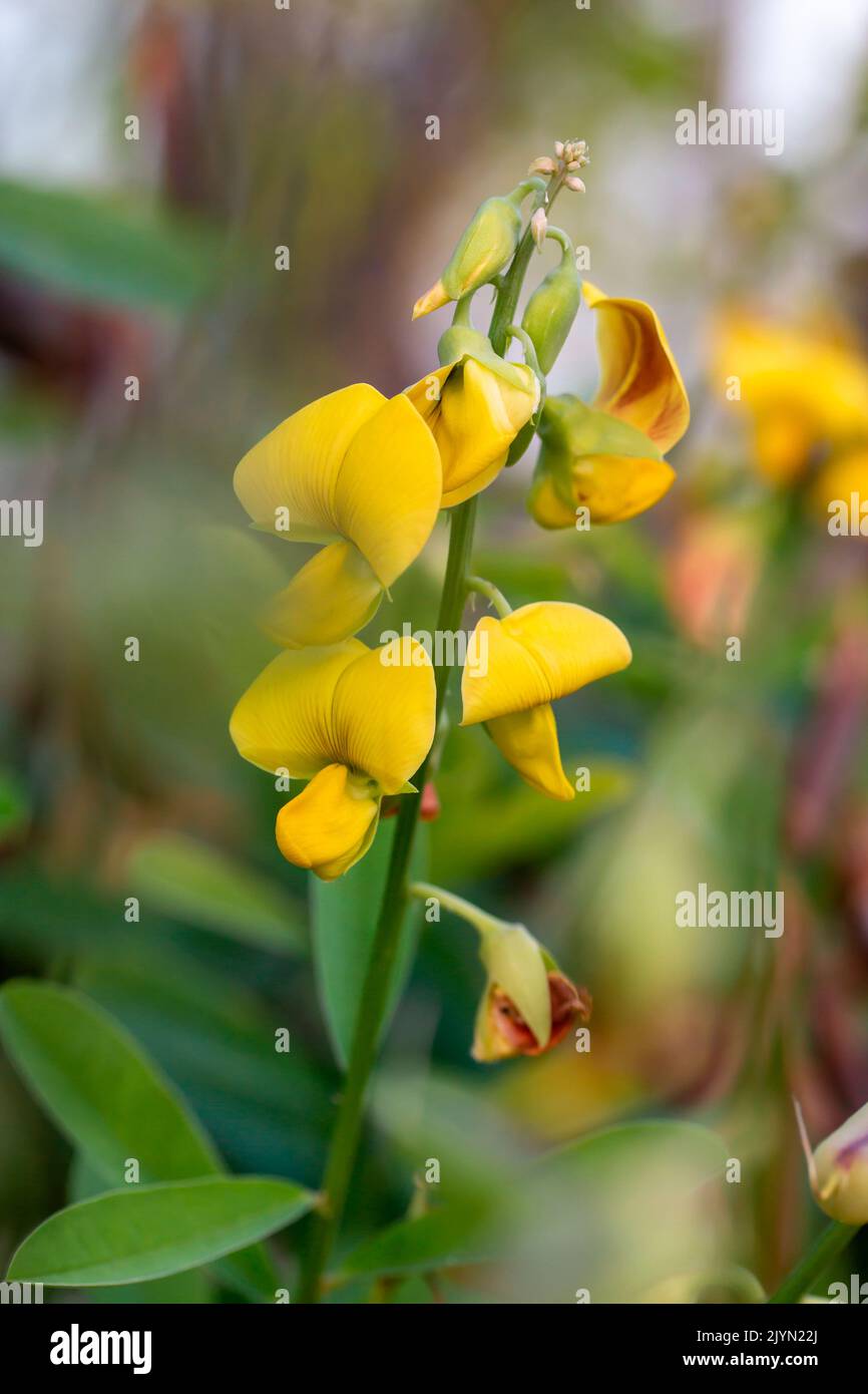 Devil Bean (Crotalaria retusa), Maranhao, Brazil Stock Photo - Alamy