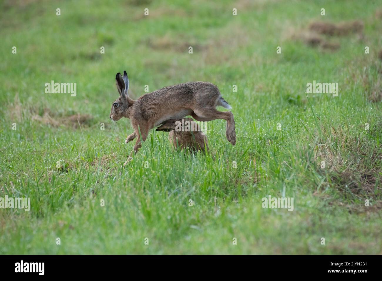 European hare (Lepus europaeus), preliminaries before mating, Lorraine ...
