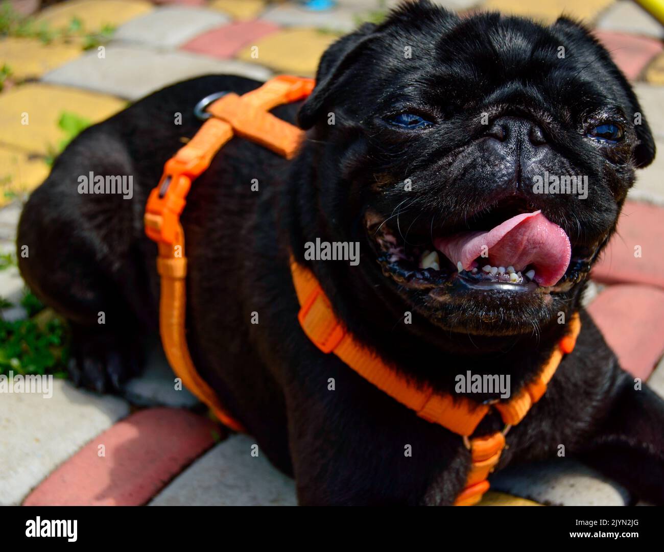 Black pug outside hi-res stock photography and images - Alamy