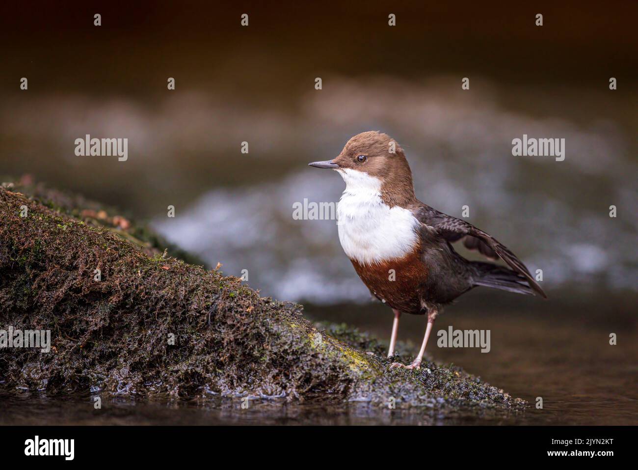 White-throated Dipper (Cinclus cinclus) on rock, at the edge of the ...