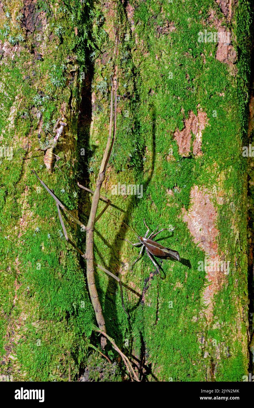 Guanacaste stick insect (Calynda bicuspis) -12 cm-, Praying Mantis ...