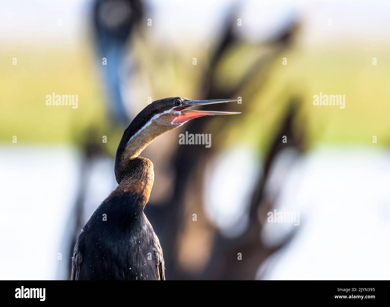 African Darter Bird in backlight, Chobe Riverfront, Kasane, Botswana ...