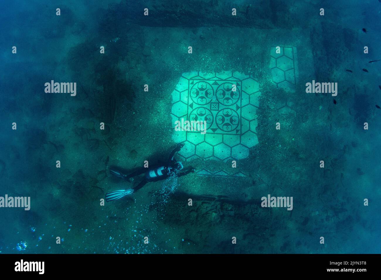 Scuba diver exploring the splendid mosaic (tessellatum) in black and ...