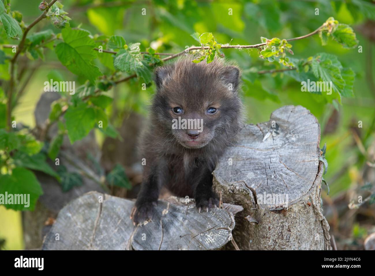 Red fox (Vulpes vulpes), 3 weeks old pup, Lorraine, France Stock Photo ...