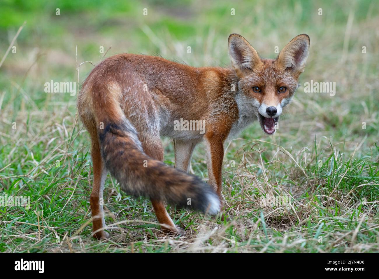 Red fox (Vulpes vulpes), Lorraine, France Stock Photo - Alamy
