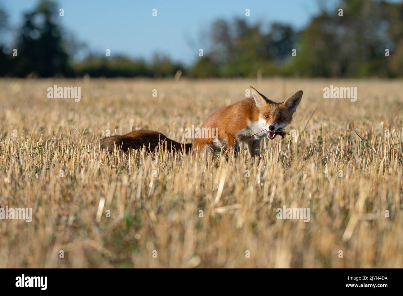 Red fox (Vulpes vulpes), eating a carcass, Lorraine, France Stock Photo ...