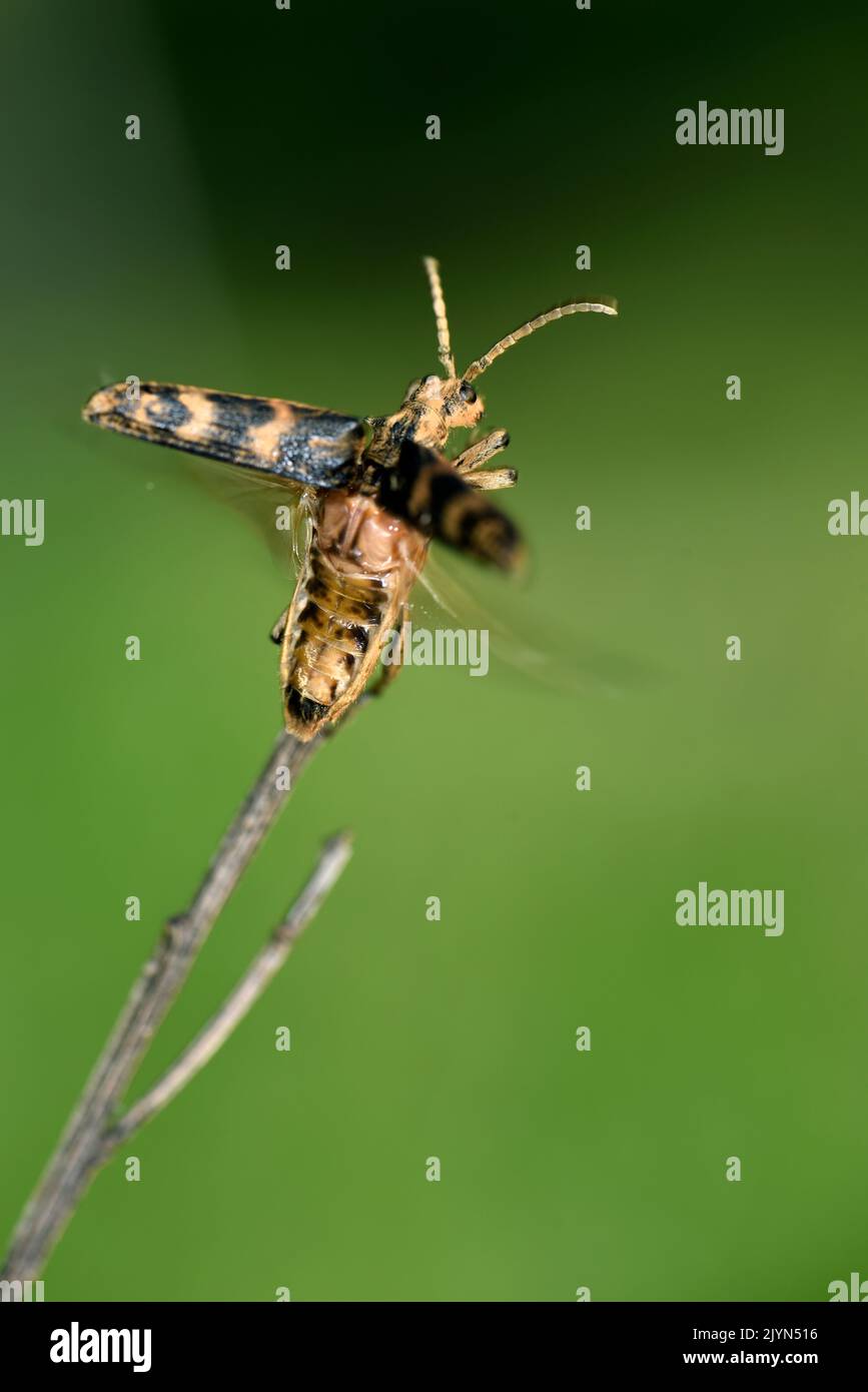 Longhorn Beetle (Rhagium sycophanta), flight, forest, Plancher Bas ...