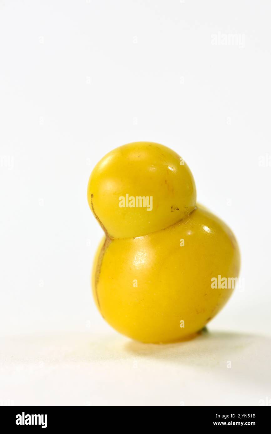 Mirabelle plum (Prunus domestica) double fruit, orchard, Belfort ...