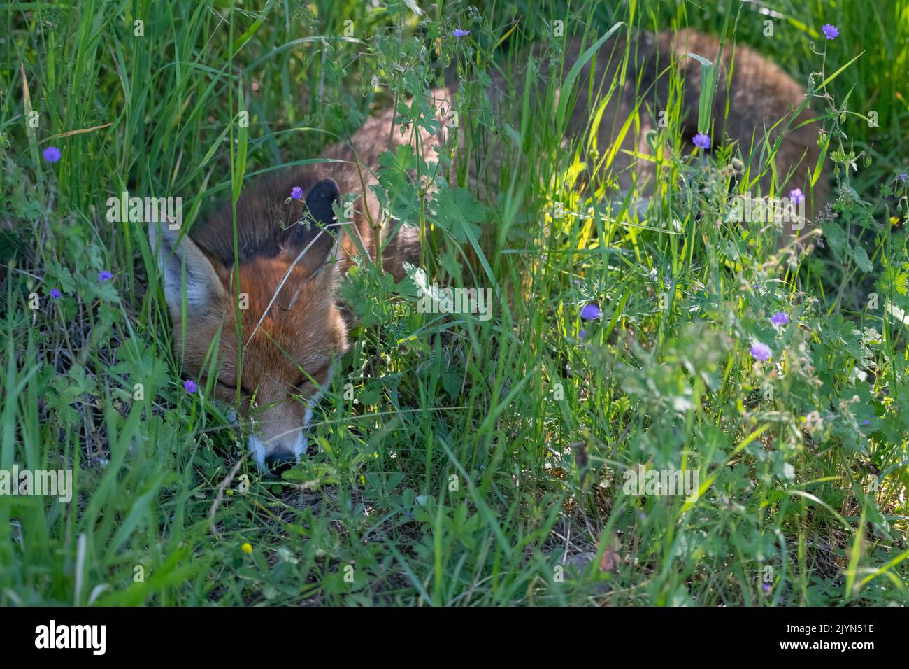 Red fox (Vulpes vulpes), female sleeping in the grass, Lorraine, France ...