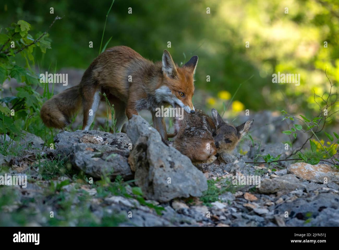 Red fox (Vulpes vulpes), female carrying to the den a roh deer fawn ...