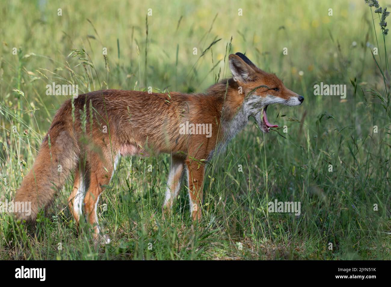 Red fox (Vulpes vulpes), yawning, Lorraine, France Stock Photo - Alamy