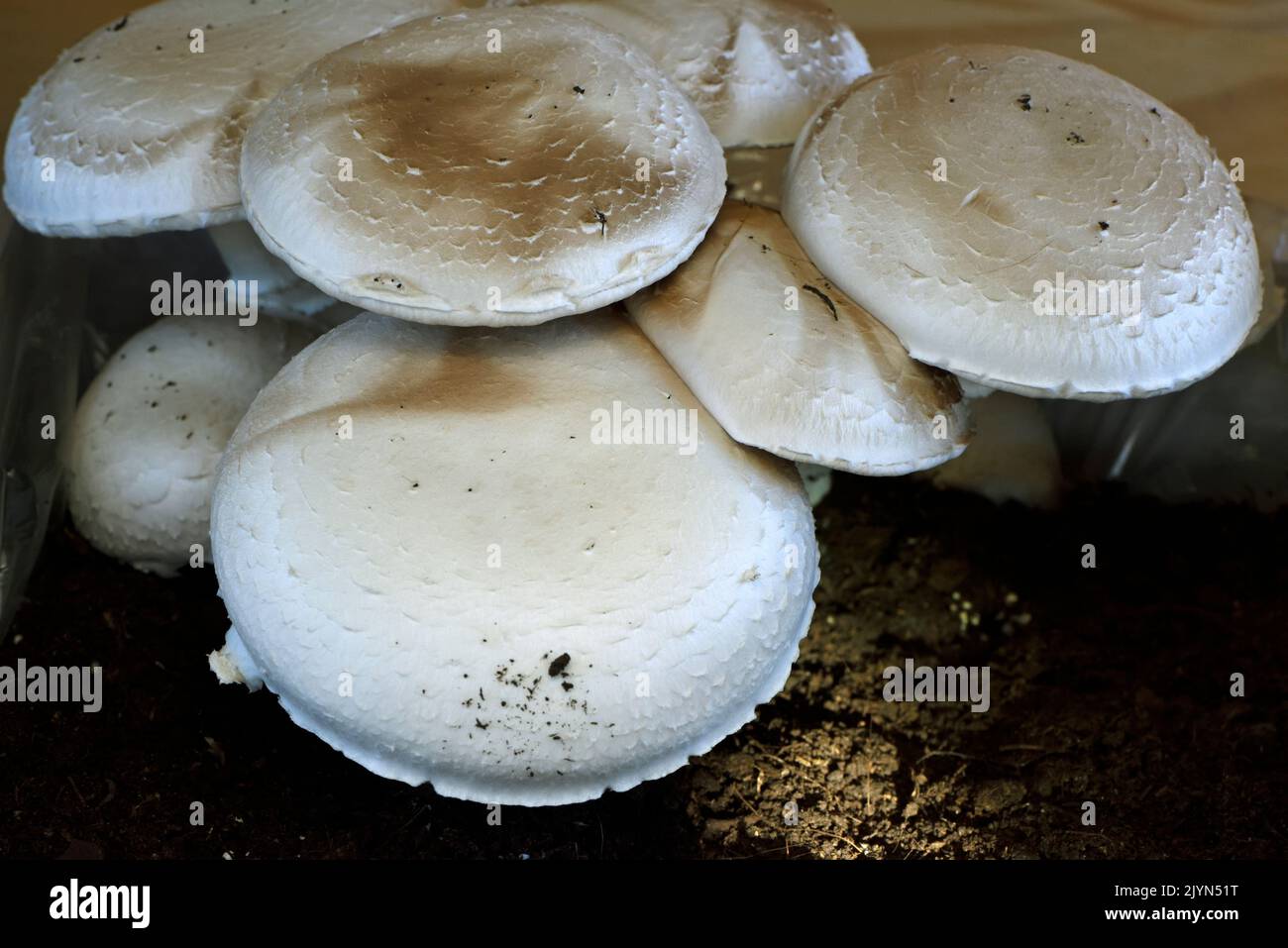 White button mushroom (Agaricus bisporus), infructescences, indoor grow ...