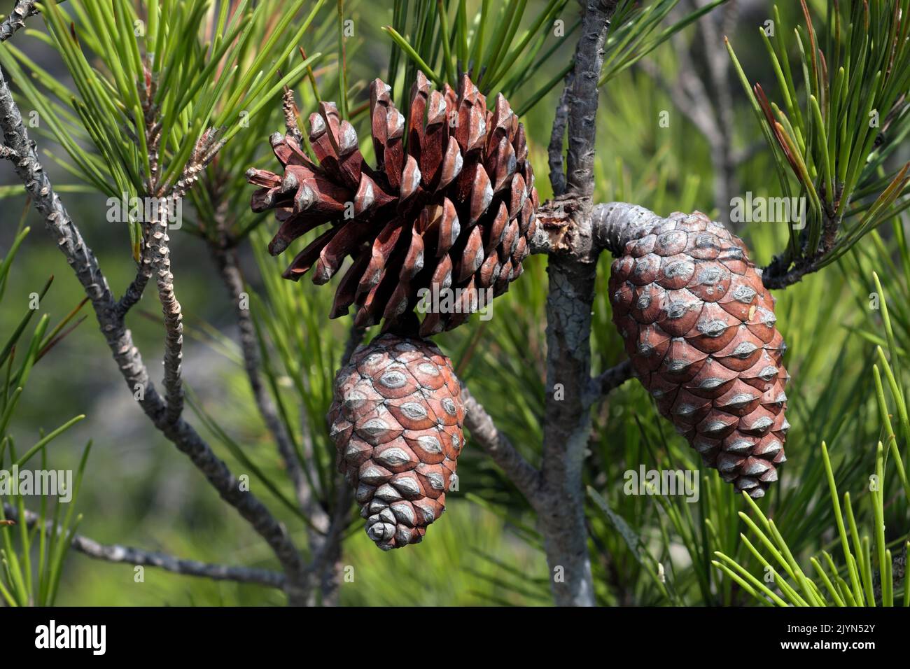 Aleppo pine (Pinus Halepensis), cones, Gaou Island, Le Brusc, Six-Fours ...
