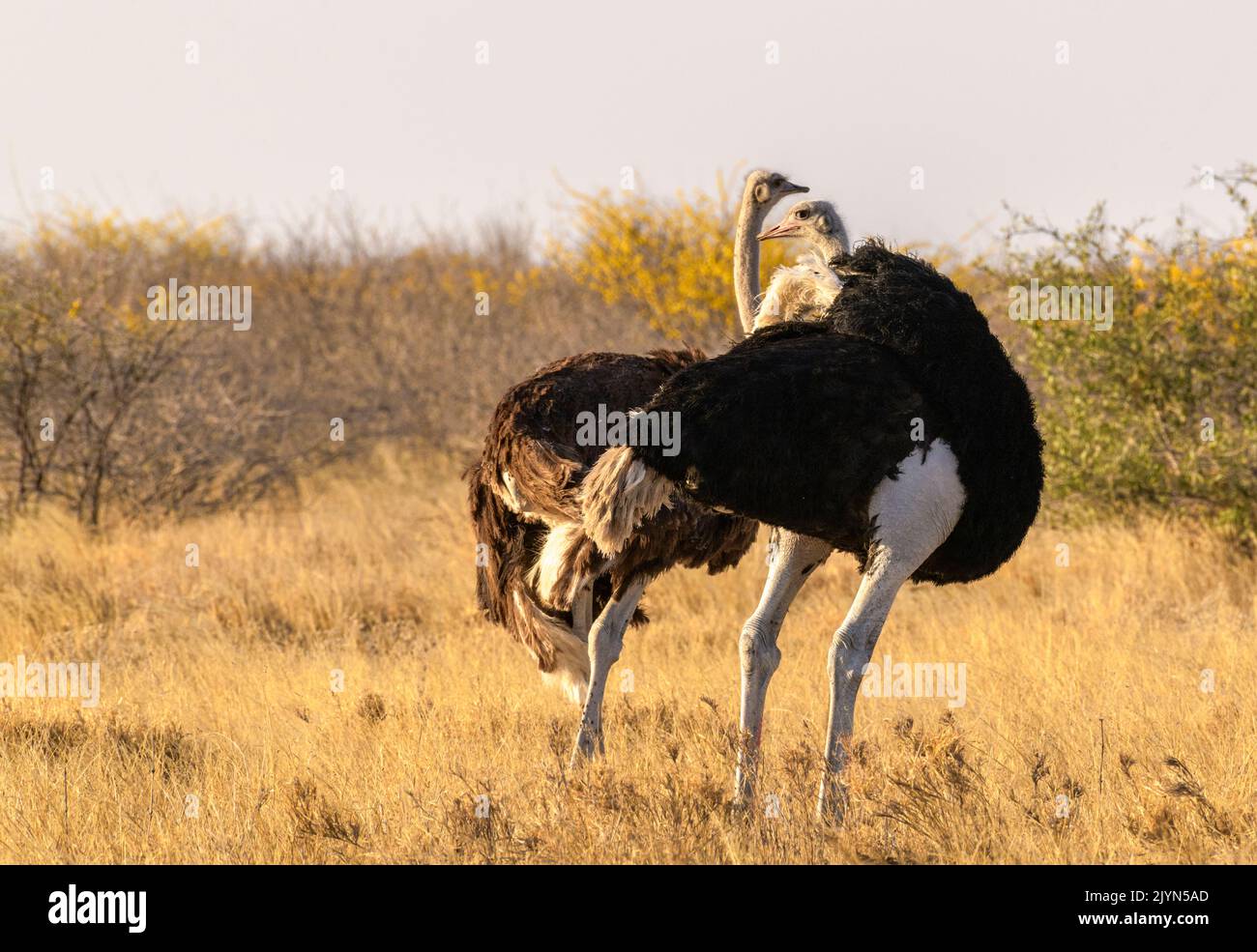 Africa botswana central kalahari game reserve hi-res stock photography ...