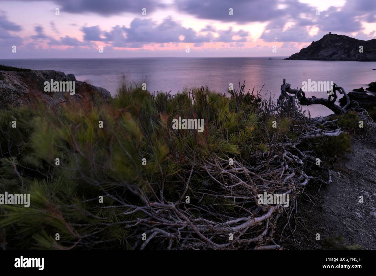 Aleppo pine (Pinus Halepensis) lying down by the wind, view of Embiez ...