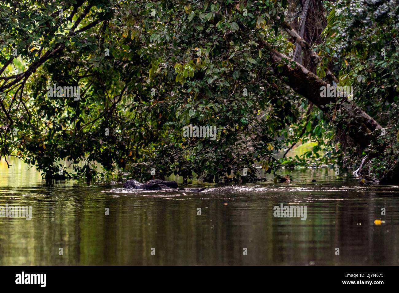 Javan rhinoceros (Rhinoceros sondaicus) Swiming across river, Ujung ...