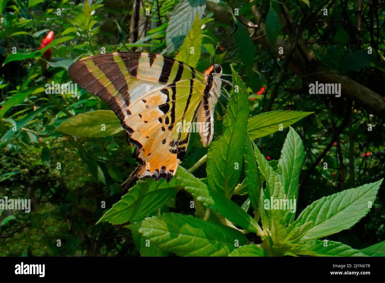 Five-bar Swordtail (Pathysa antiphates pulauensis) on leaves Stock ...