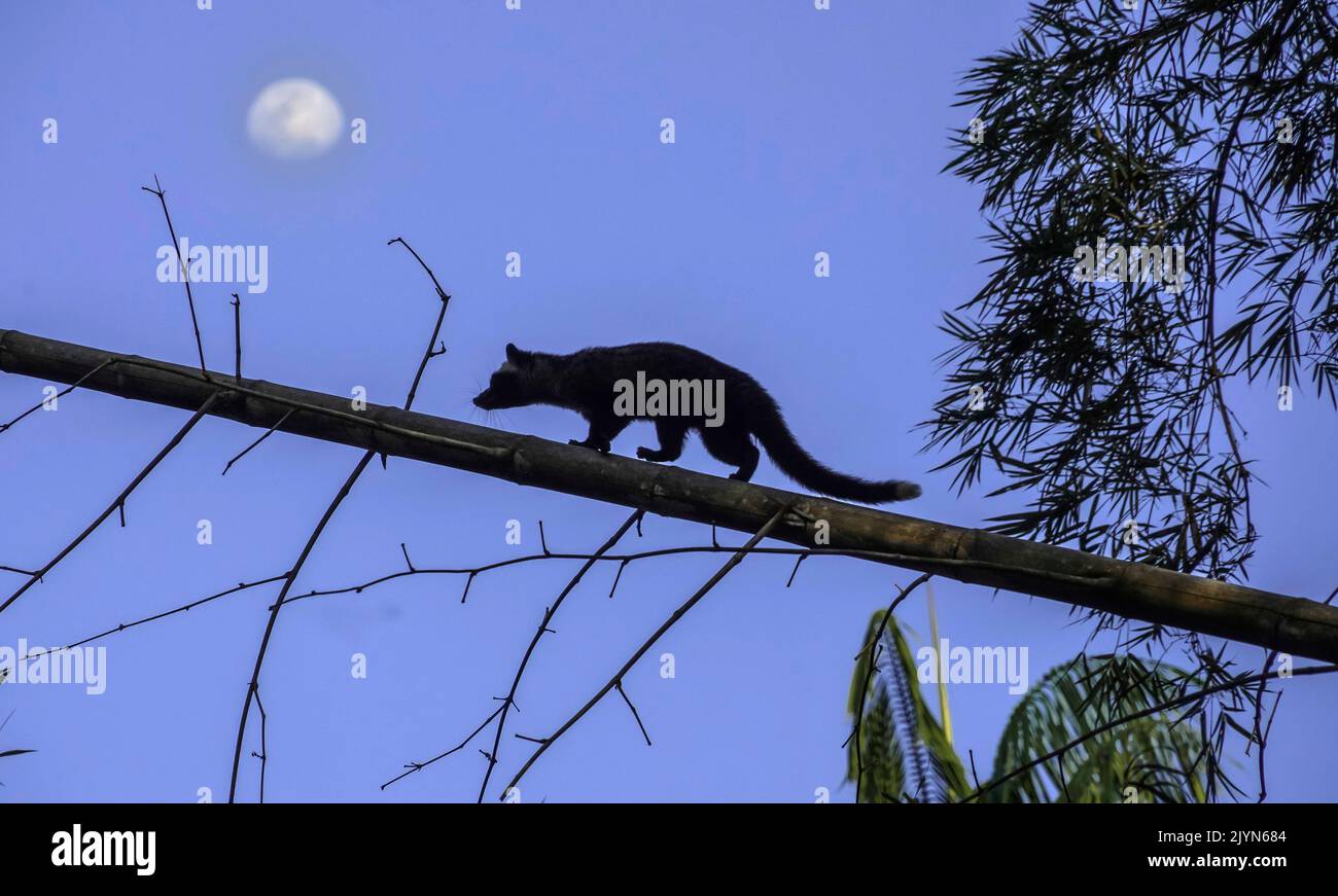 Common palm civet (Paradoxurus hermaphroditus) Walking on bamboo over ...