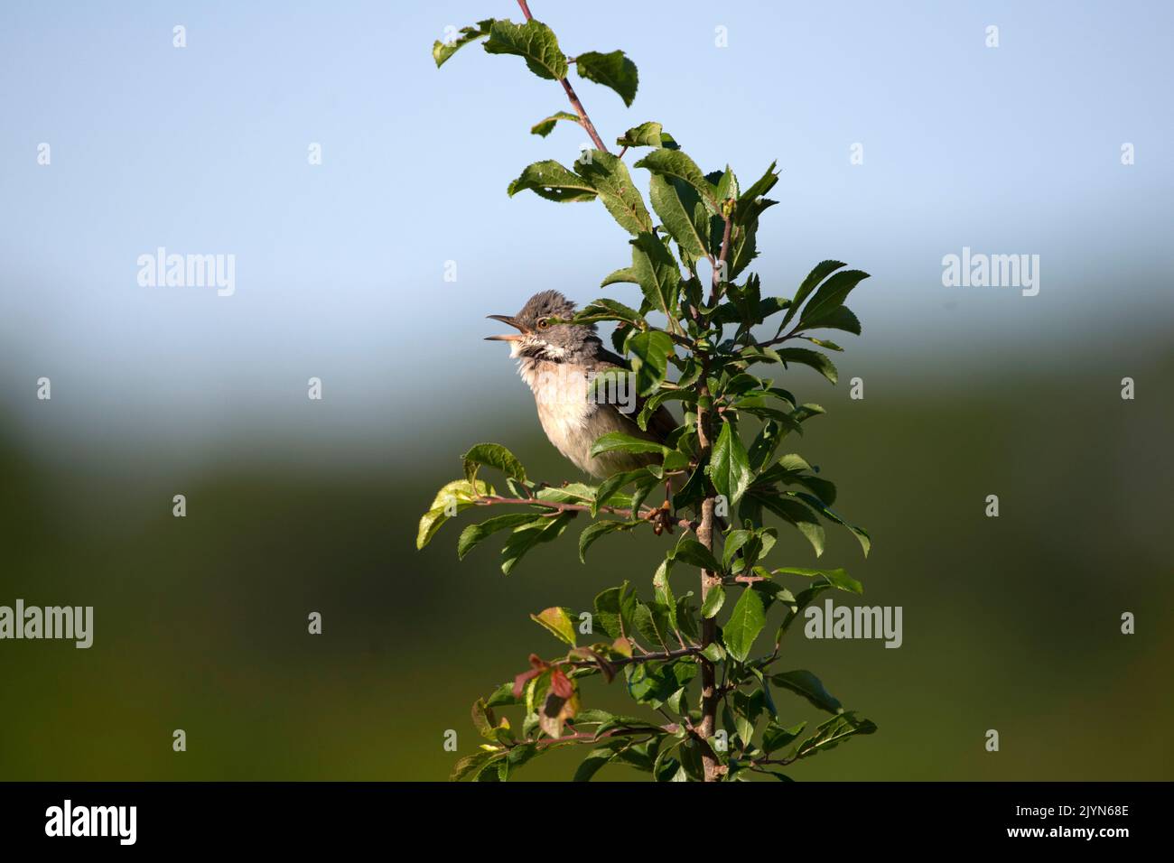 Common Whitethroat, (Curruca communis),male singing, Lorraine, France ...