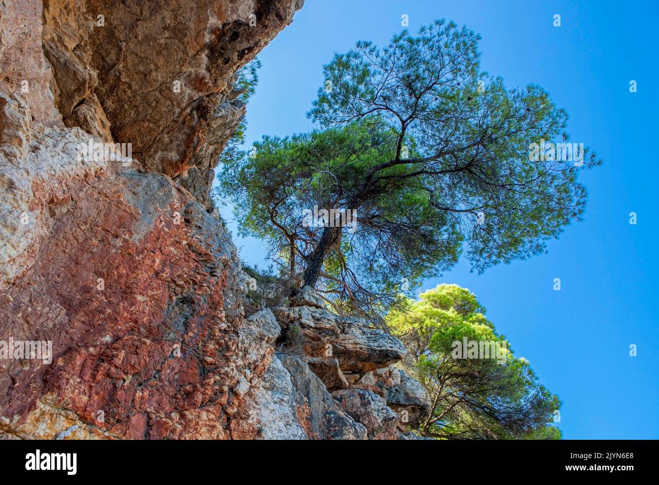 Trees on the rocks, secluded coastline on Alonissos island, Sporades ...