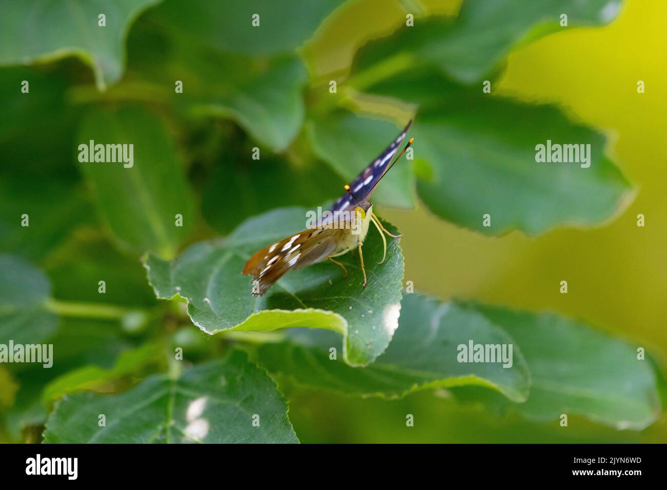 Lesser Purple Emperor (Apatura ilia) on a leaf, Germany Stock Photo - Alamy