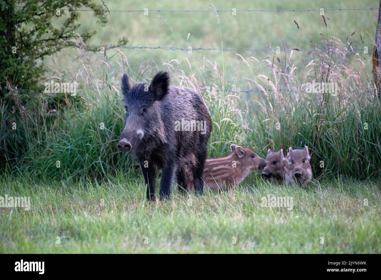 Wild boar, (Sus scrofa), female and pigglets, Lorraine, France Stock ...