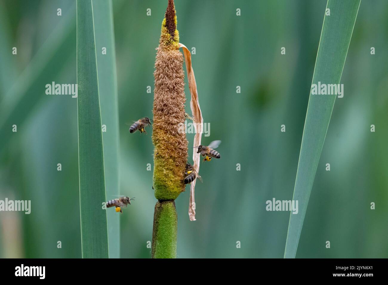 Western honey bee, (Apis mellifera), collecting pollen on cattail ...