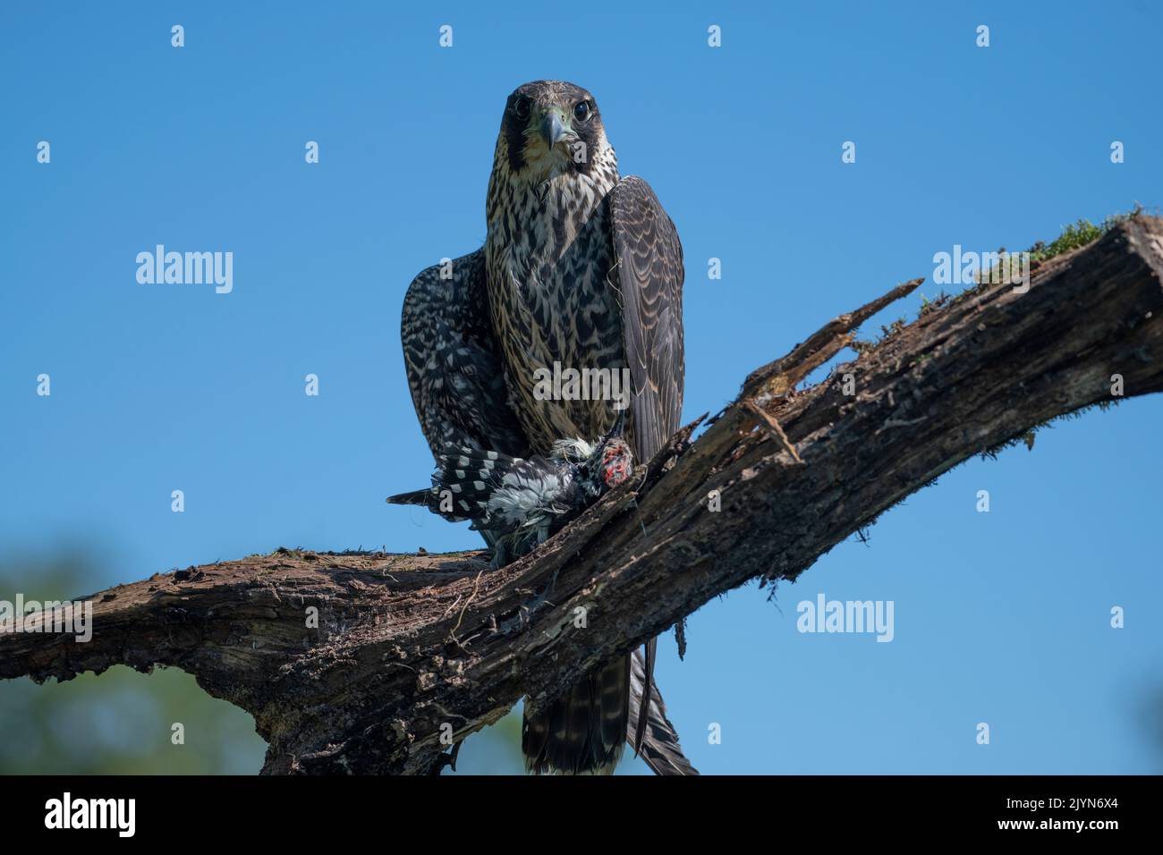 Peregrine Falcon, (Falco peregrinus), juvenile with a prey, Lorraine ...