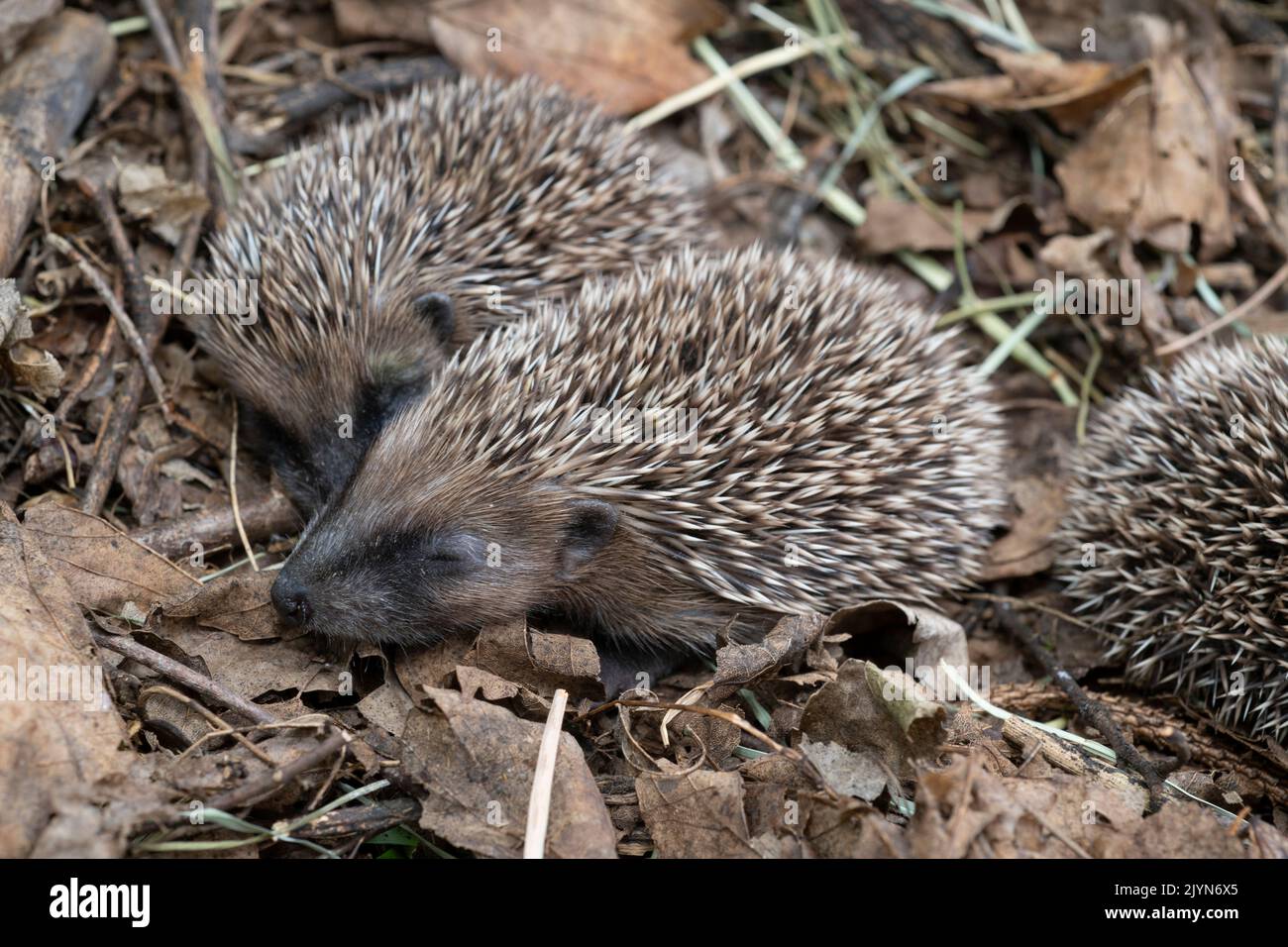 European hedgehog (Erinaceus europaeus), 3 weeks old, Lorraine, France ...