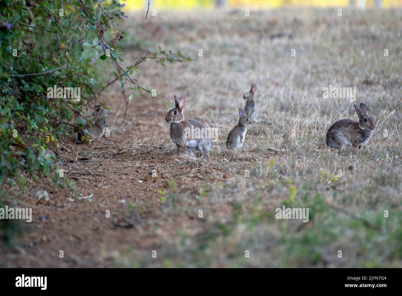 European rabbit (Oryctolagus cuniculus), Lorraine, France Stock Photo ...