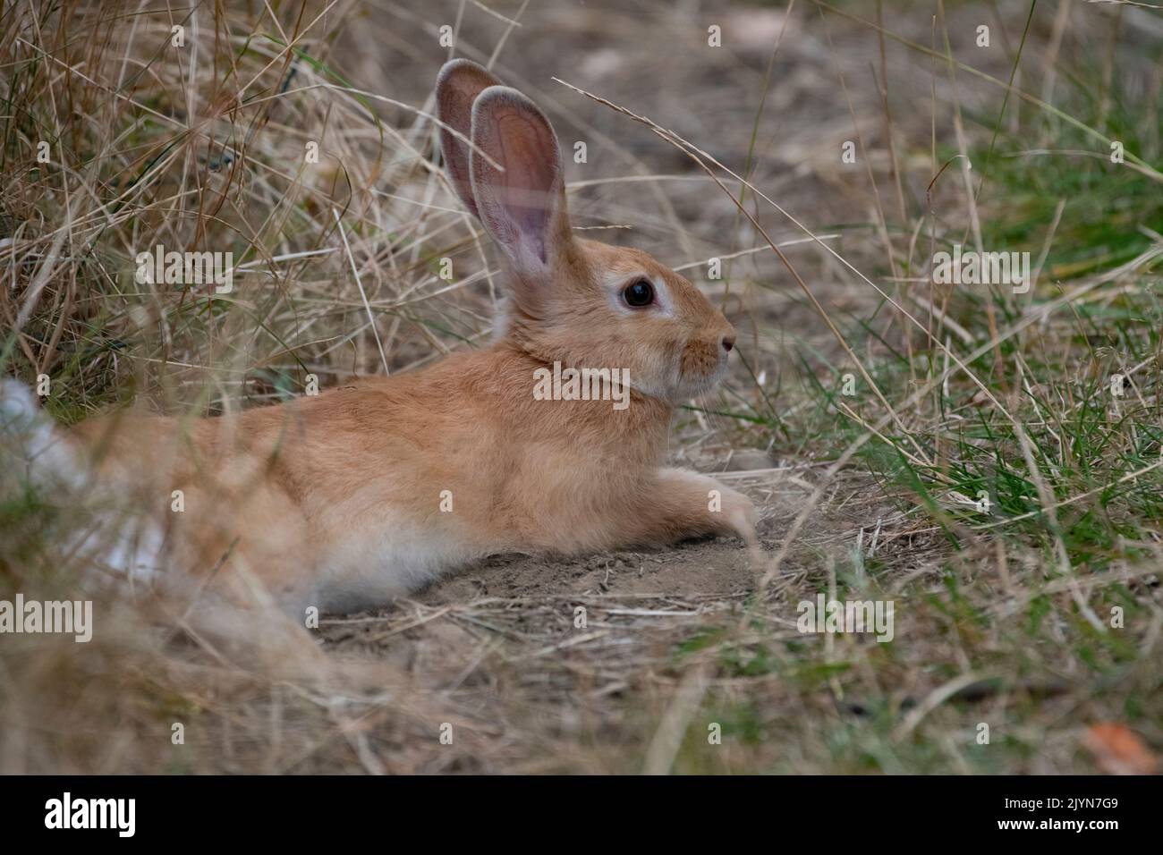 Domestic rabbit (Oryctolagus cuniculus), breed Faune de Bourgogne ...
