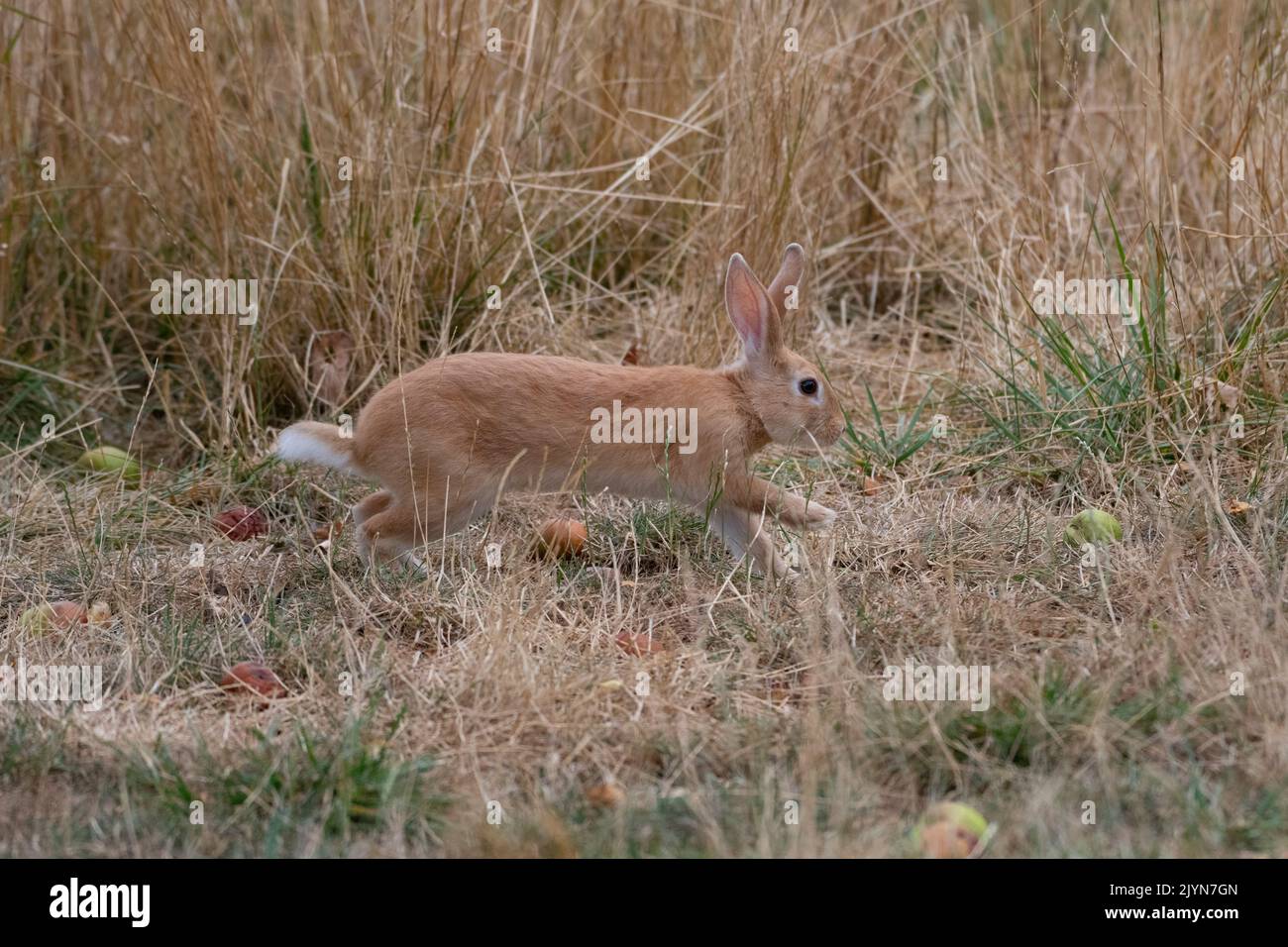 Domestic rabbit, Oryctolagus cuniculus), breed Faune de Bourgogne ...