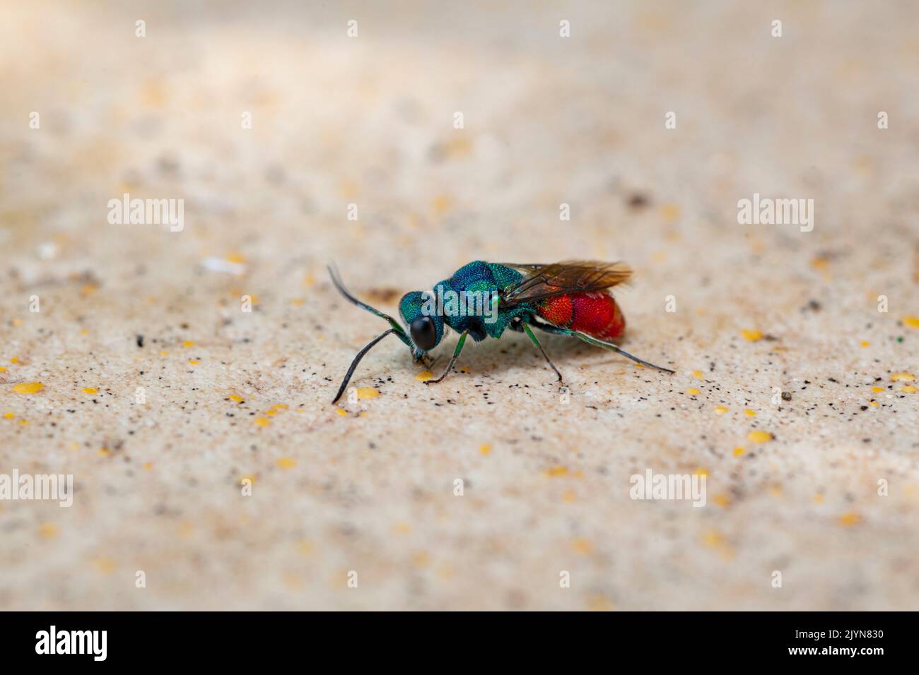 Ruby- tailed wasp, (Chrysis ignita), Lorraine, France Stock Photo - Alamy