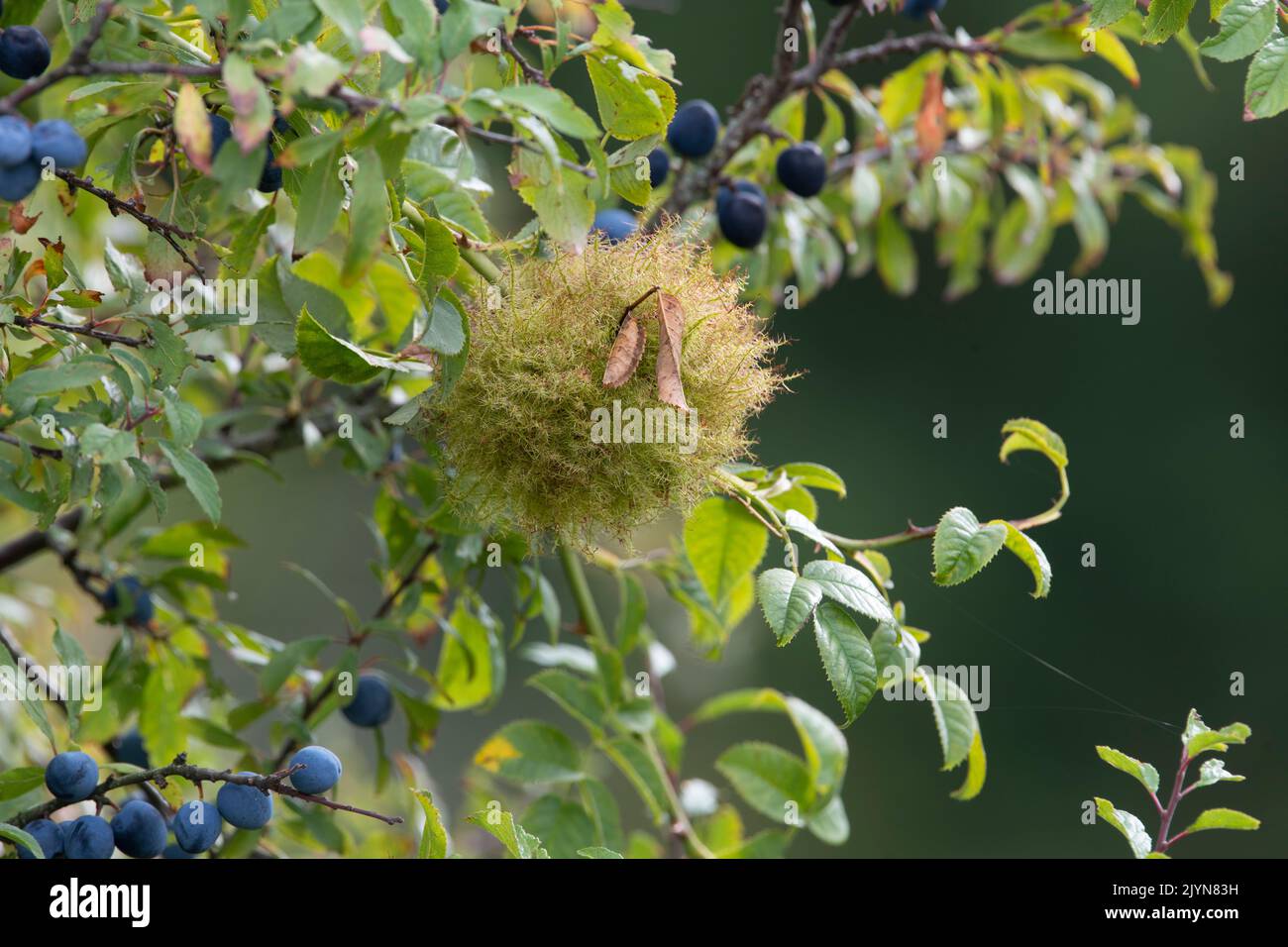 Rose diplolepis hi-res stock photography and images - Alamy