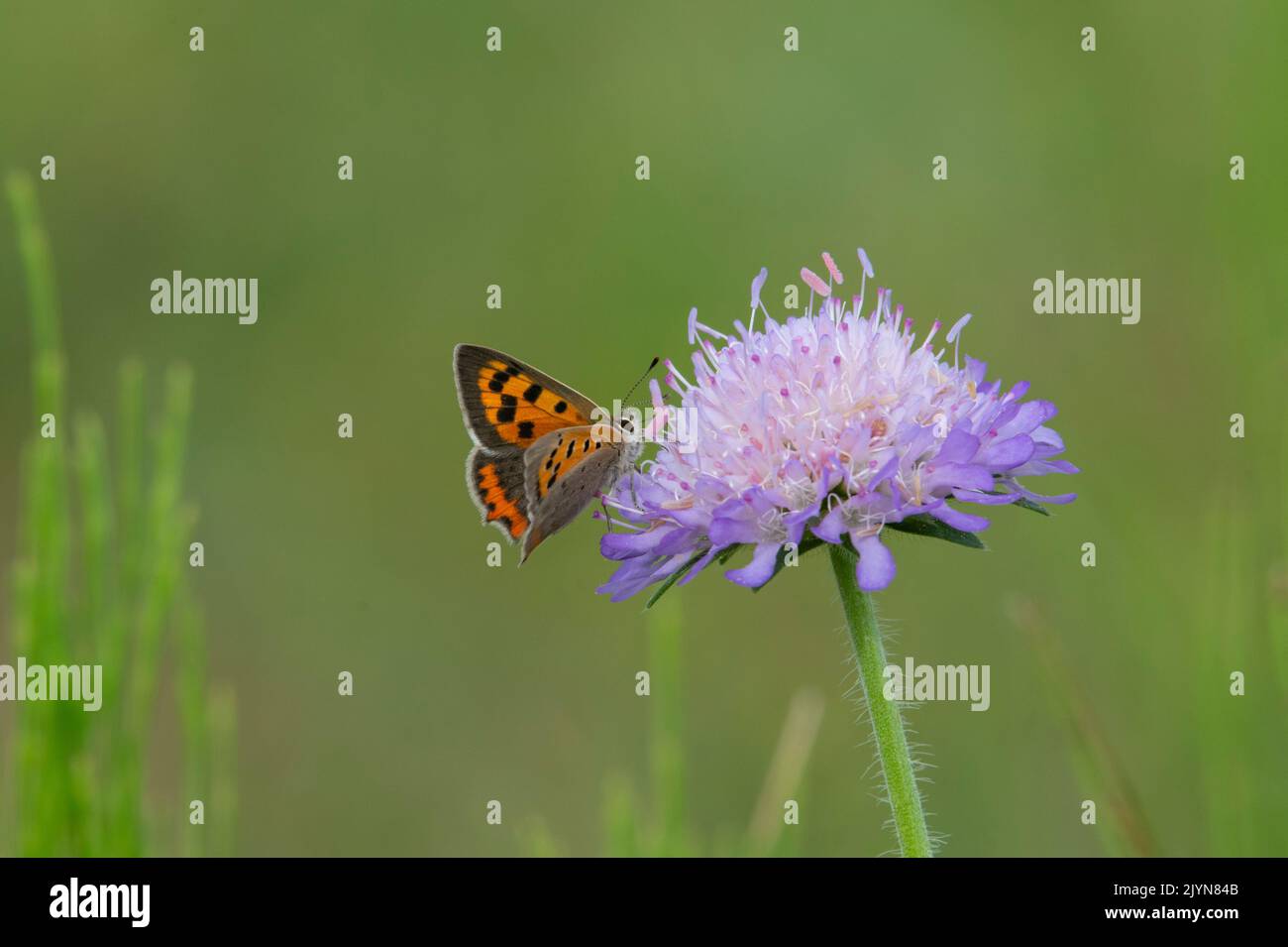 Common Copper, (Lycaena phlaeas), Lorraine, France Stock Photo - Alamy