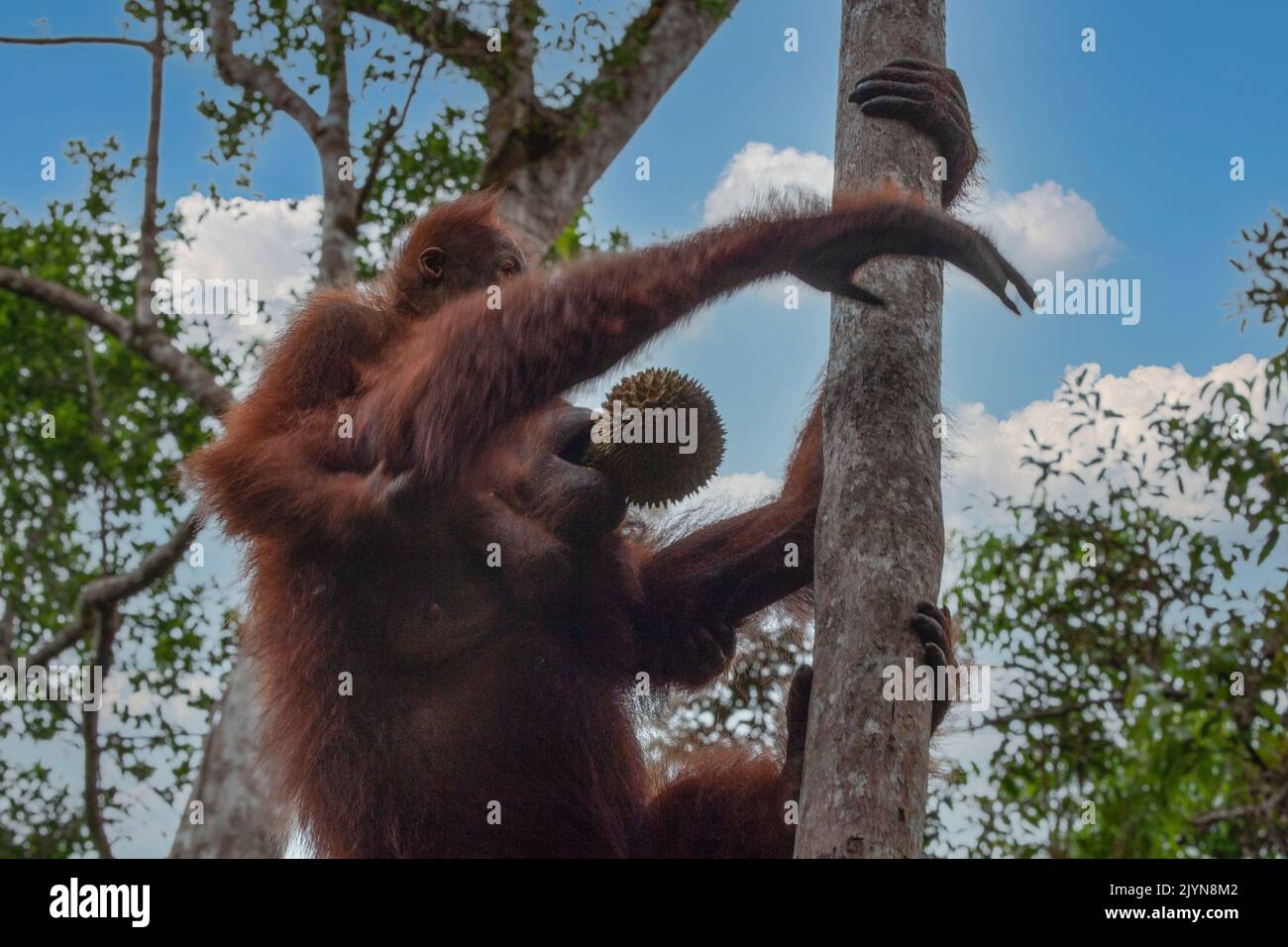 Borneo Orangutan (Pongo pygmaeus) Female and juvenile eating durian ...