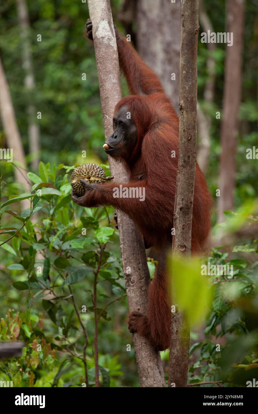 Borneo Orangutan (Pongo pygmaeus) eating durian fruit Central ...