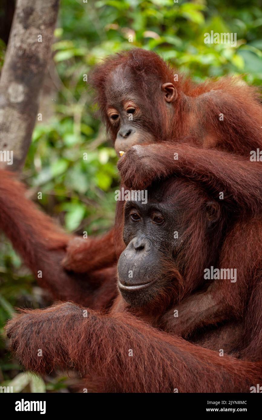 Borneo Orangutan (Pongo pygmaeus) Female and juvenile eating durian ...