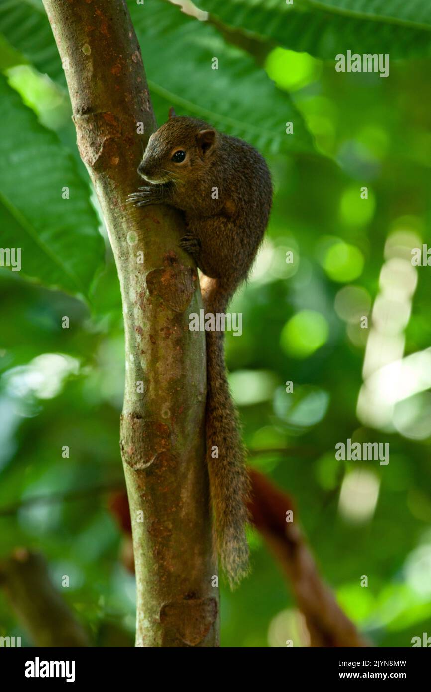Plantain squirrel (Callosciurus notatus) climbing tree, West Java ...