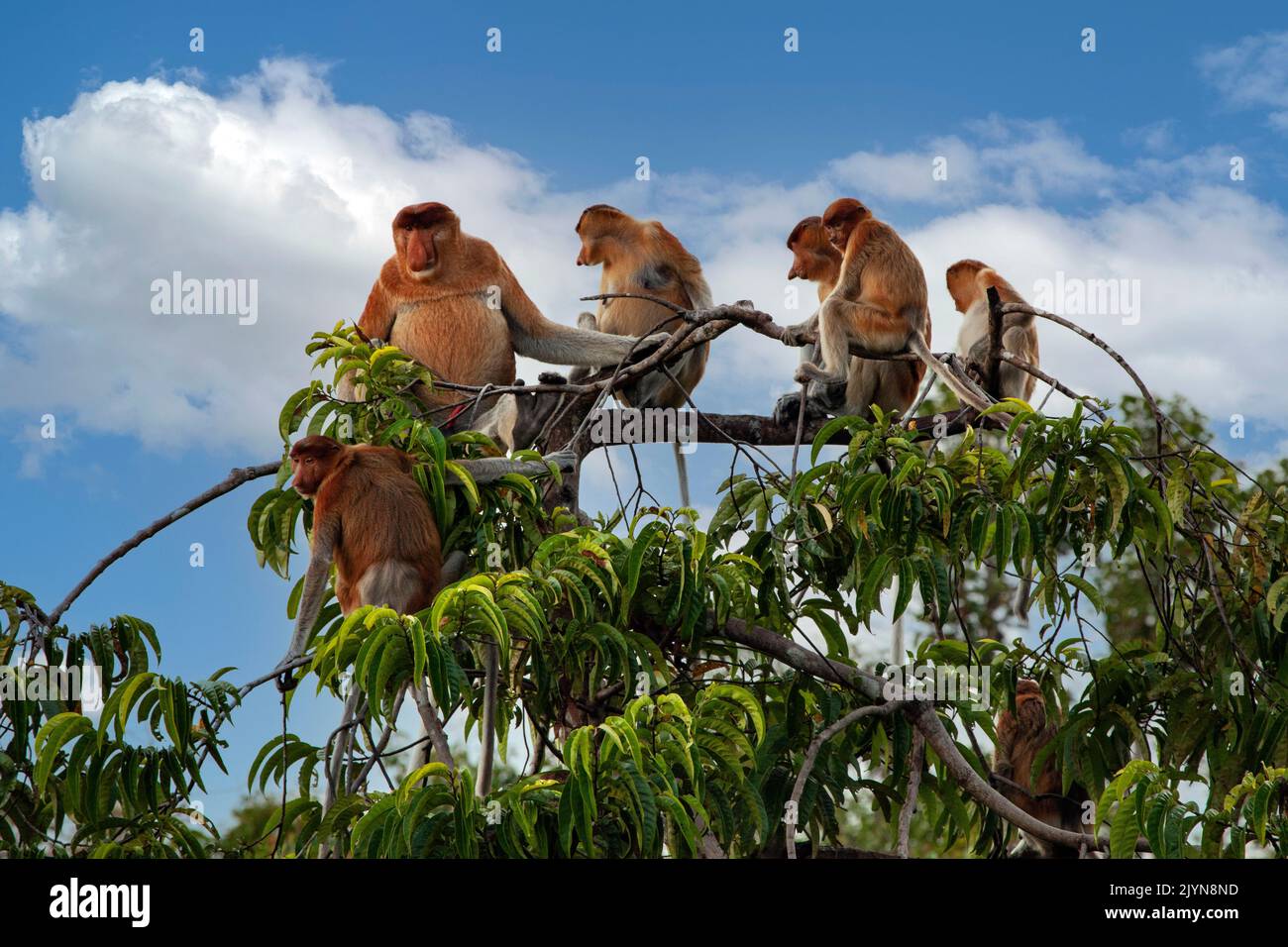 Proboscis monkey (Nasalis larvatus) Group on trees, Tanjung Puting ...