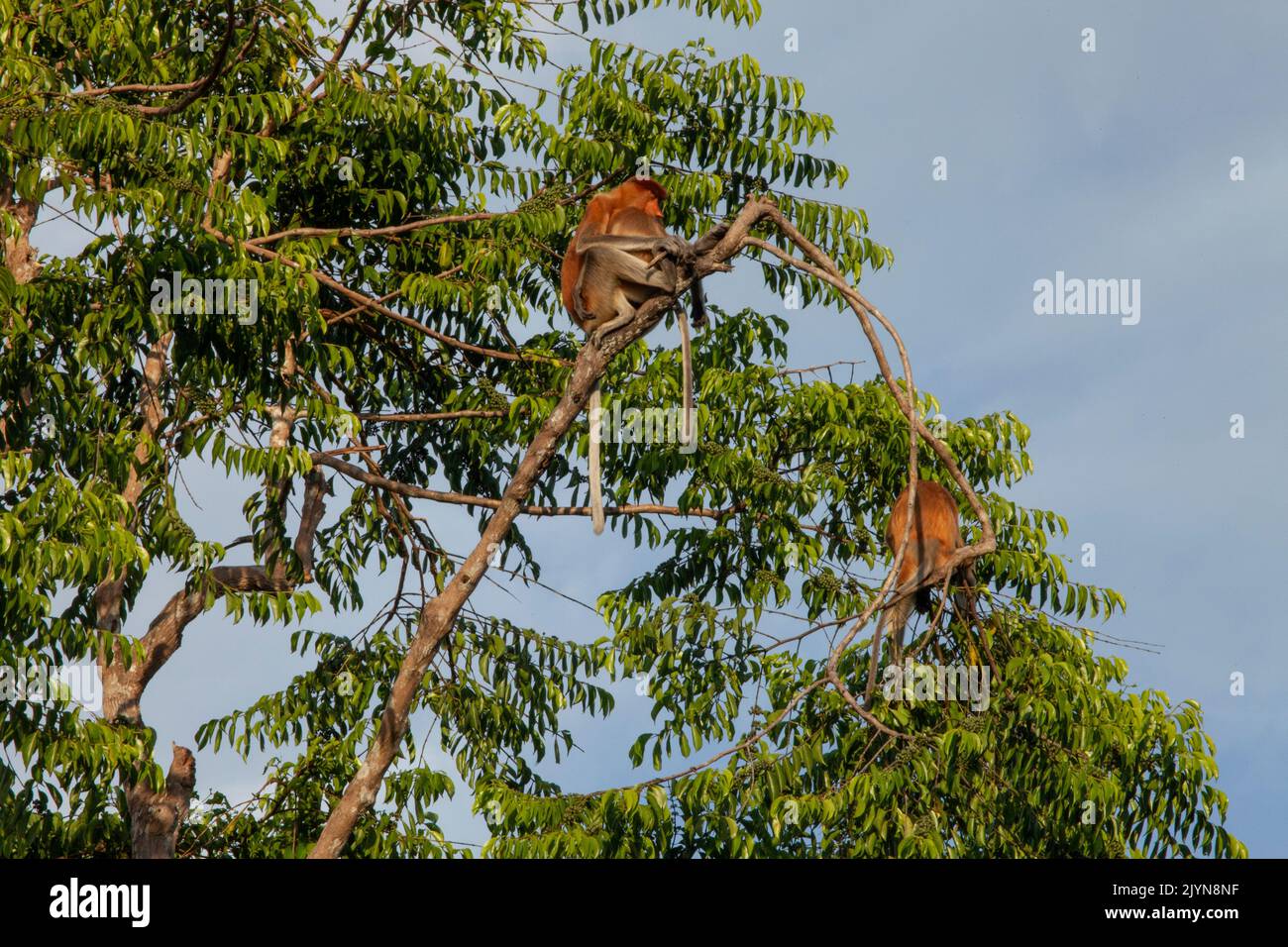 Proboscis monkey (Nasalis larvatus) Group on trees, Tanjung Puting ...