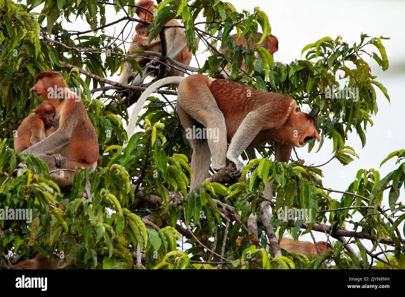 Proboscis monkey (Nasalis larvatus) Group on trees, Tanjung Puting ...