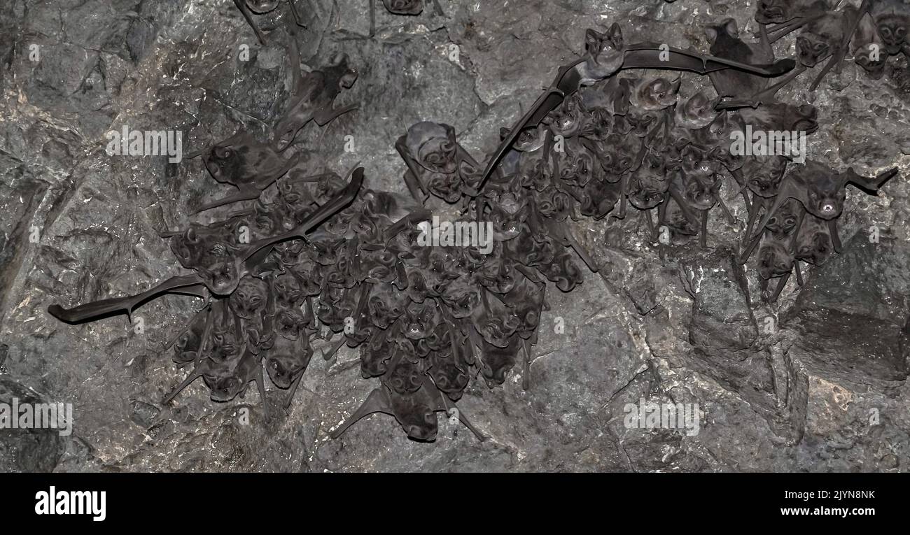 Wrinkle lipped free tailed bat chaerephon plicata hi-res stock ...