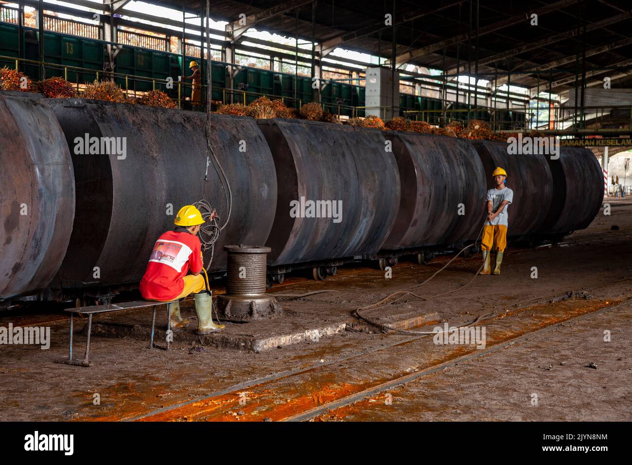 Oil palm fruits in wagons ready for Brewing, Palm oil factory, West ...